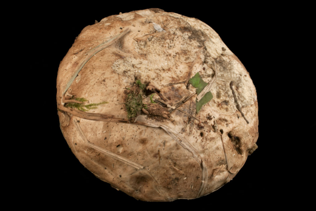 Boletus radicans / Caloboletus radicans - Champignons Lyon 1