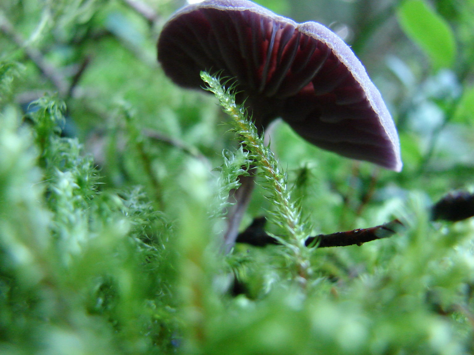 Laccaria amethystina - Champignons Lyon 1