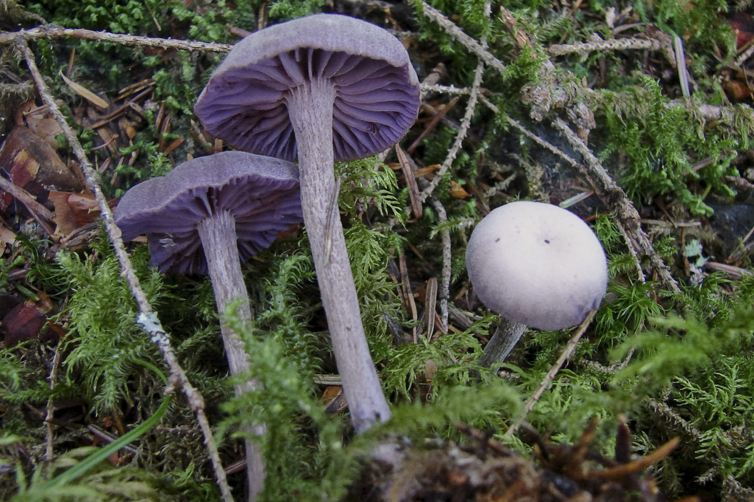 Laccaria amethystina - Champignons Lyon 1