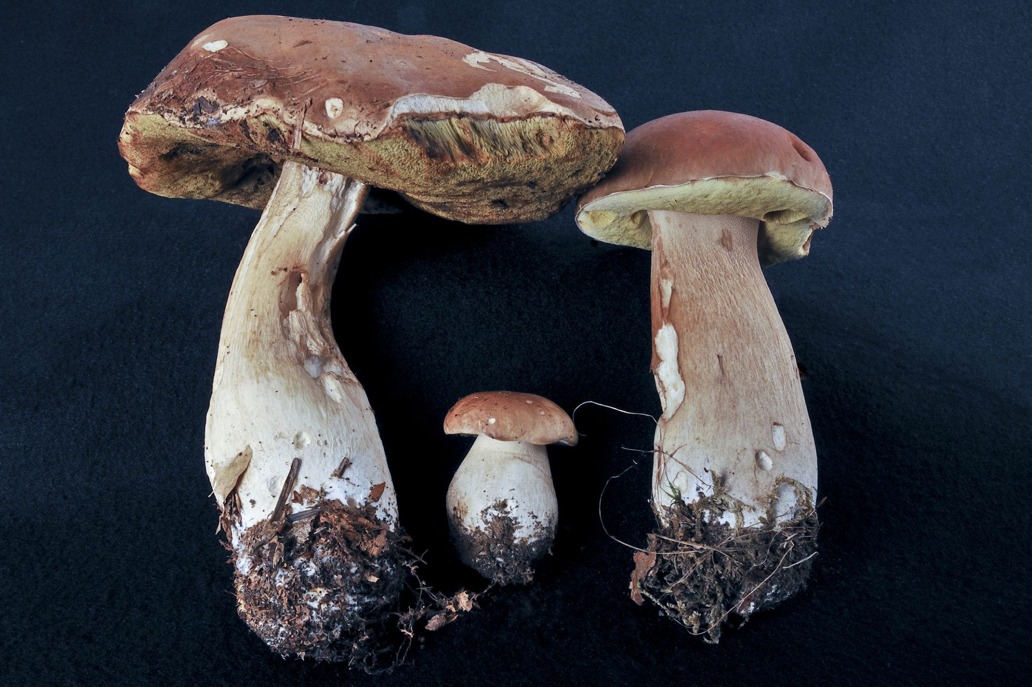 Boletus edulis - Champignons Lyon 1