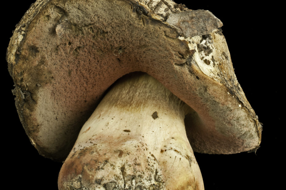 Boletus satanas / Rubroboletus satanas - Champignons Lyon 1