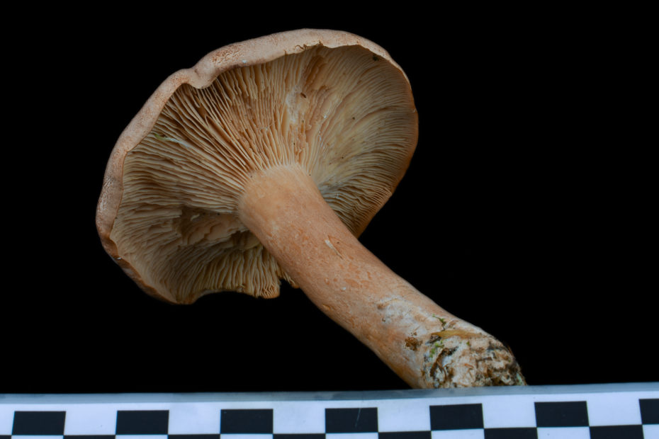 Lactarius - Champignons Lyon 1